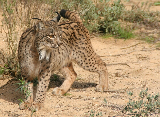 Le lynx pardelle ou lynx ibérique, félin menacé en voie de ...