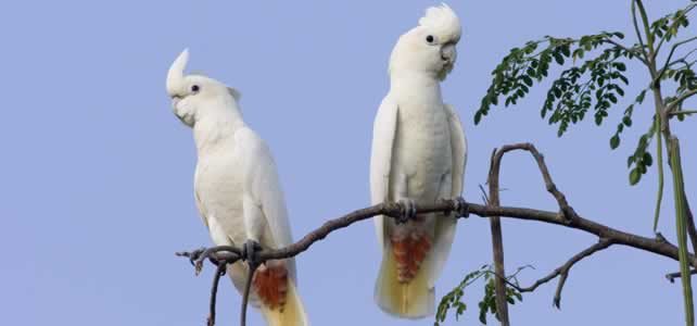 Le cacatoès des Philippines, un oiseau en voie de disparitionEspèces ...