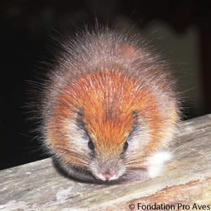 Le rat arboricole à crête rousse - espèce en dangerEspèces-menacées.fr