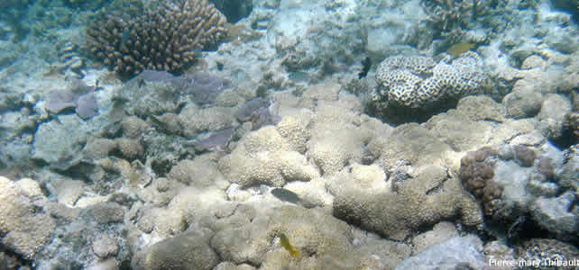 Blanchissement du corail, 2016 année terribleEspèces-menacées.fr