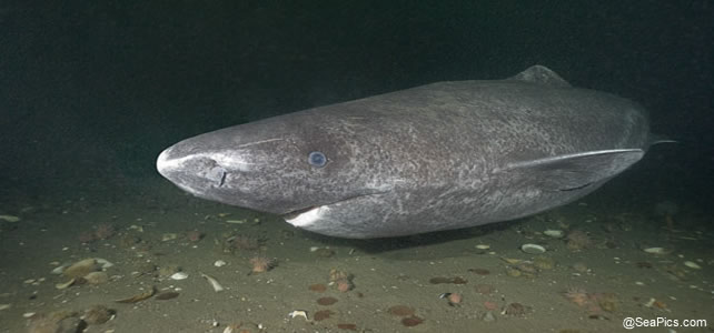 Découvrez le secret de longévité du requin du Groenland !Espèces ...