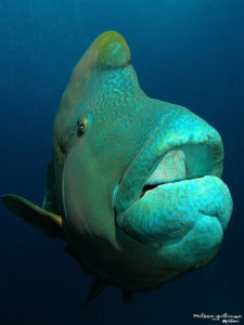 Le napoléon, imposant poisson des récifs coralliens, en danger d ...