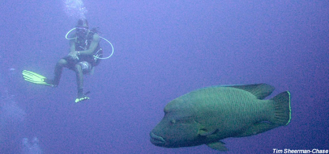 Le napoléon, imposant poisson des récifs coralliens, en danger d ...