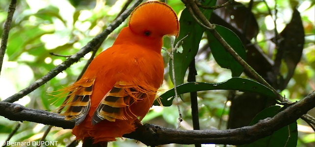 A la découverte du parc amazonien de Guyane - faune, flore ...