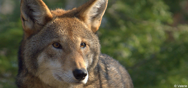 Avec 40 loups rouges dans la nature, l'espèce pourrait s ...