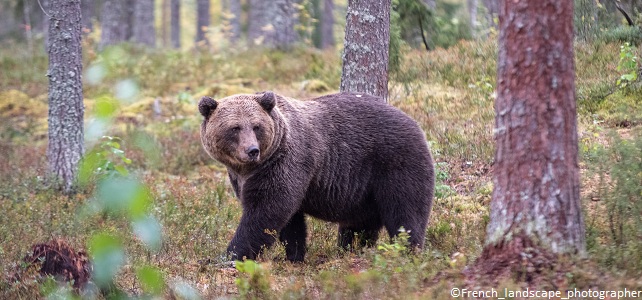 Plantigrade : qu'est-ce qu'un animal plantigrade ? DéfinitionEspèces ...