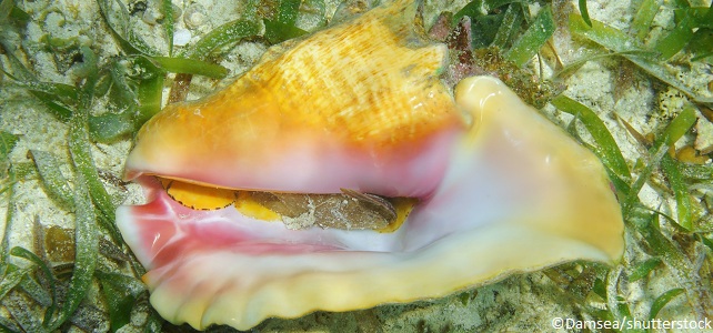Le lambi, coquillage géant emblématique et menacé de MartiniqueEspèces ...