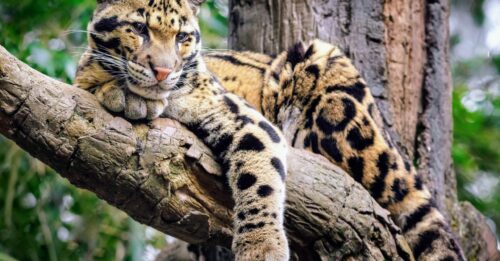Journée internationale de la panthère nébuleuse : Le combat pour ...