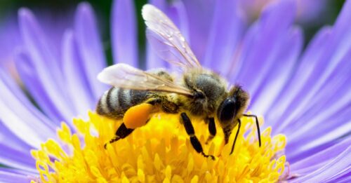 Le virus de l’abeille a une nouvelle souche encore plus mortelle ...
