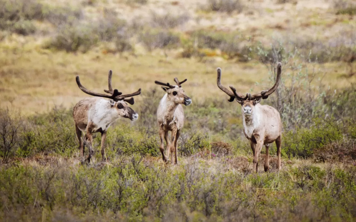 Prendre un petit-déjeuner avec des caribous dans la réserve faunique ...