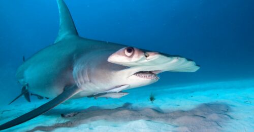 Les requins ont besoin d'une meilleure protection pour maintenir leur ...