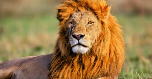 Les dégâts dentaires chez les lions révèlent l’impact humain sur la ...