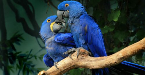 Les savoirs autochtones peuvent aider à protéger la faune amazonienne ...