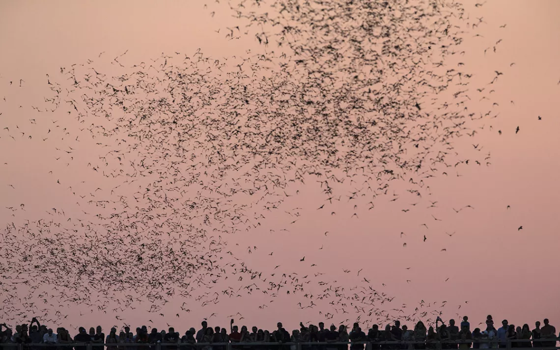 6 sites américains pour voir les chauves-souris en action - Espèces ...