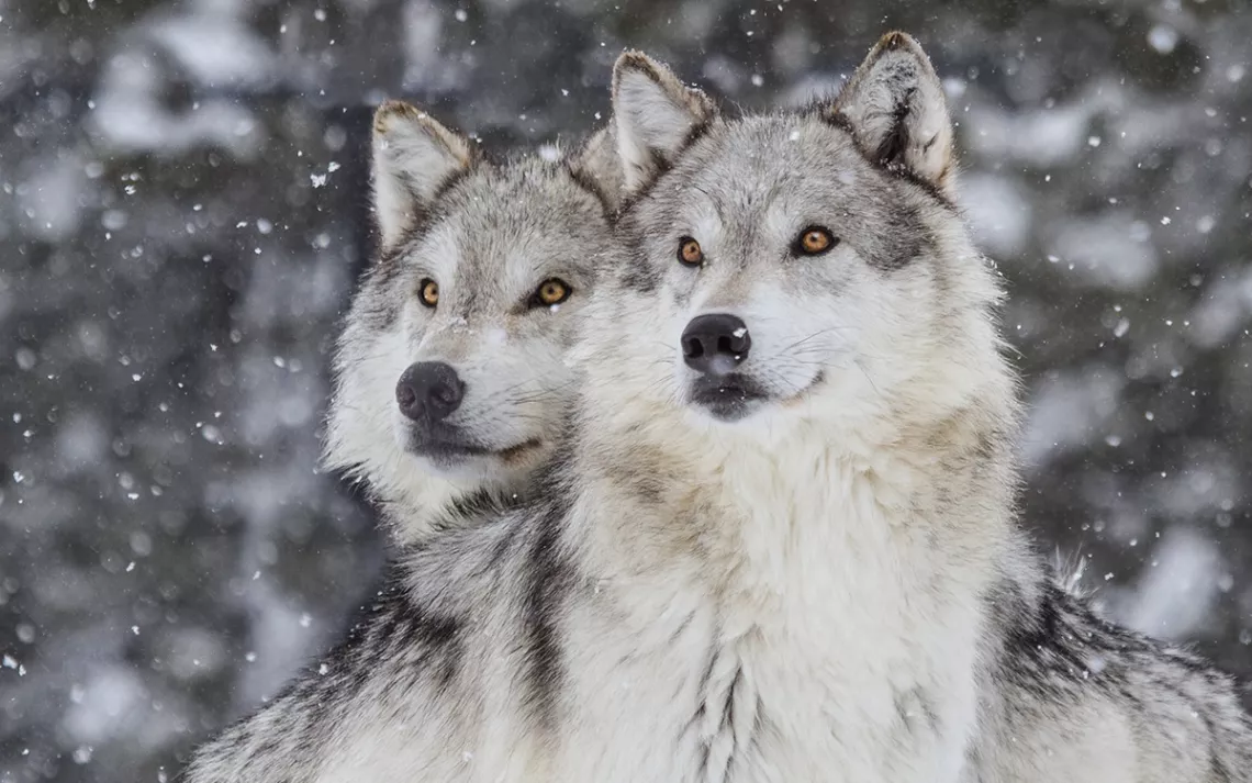 Les loups reviennent au Colorado. Vient maintenant la partie délicate ...