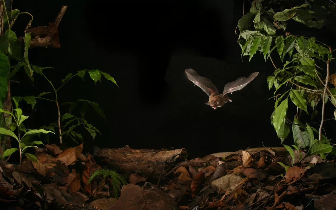 Comment les chauves-souris survivent dans un monde de plus en plus ...