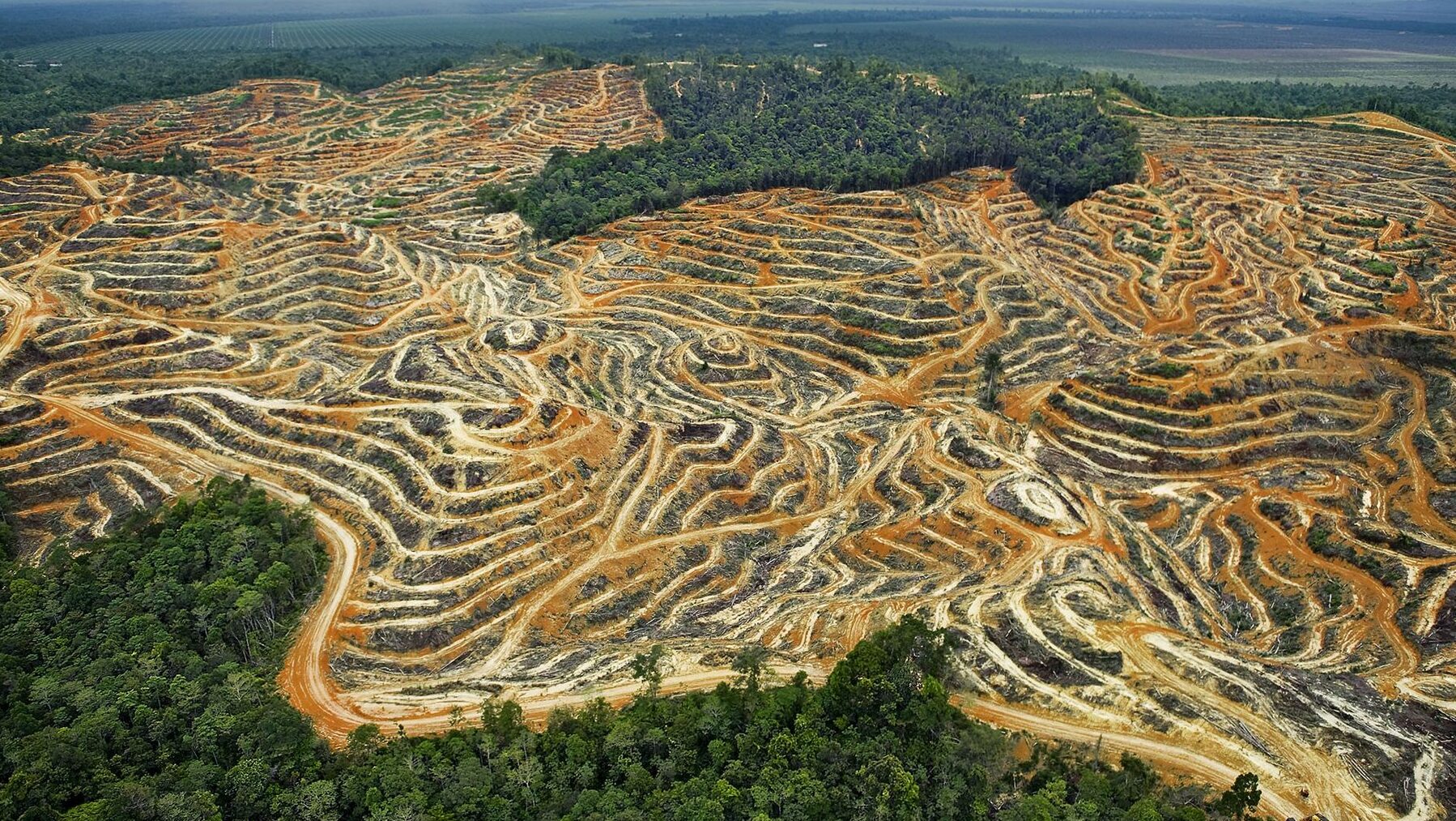 Qu’est-ce que la surexploitation des ressources naturelles ? - Espèces ...