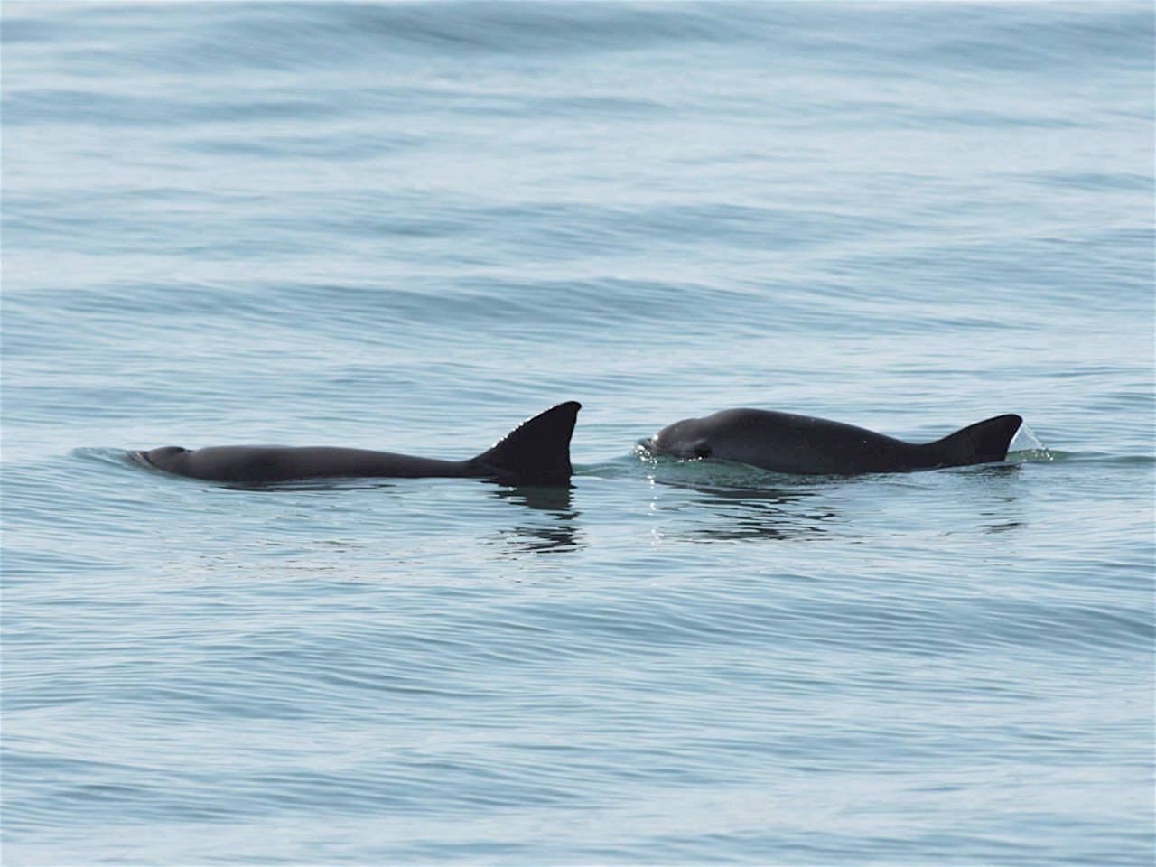 Vaquita Marina Day 2024 : à un pas de l’extinction - Espèces-menacées.fr