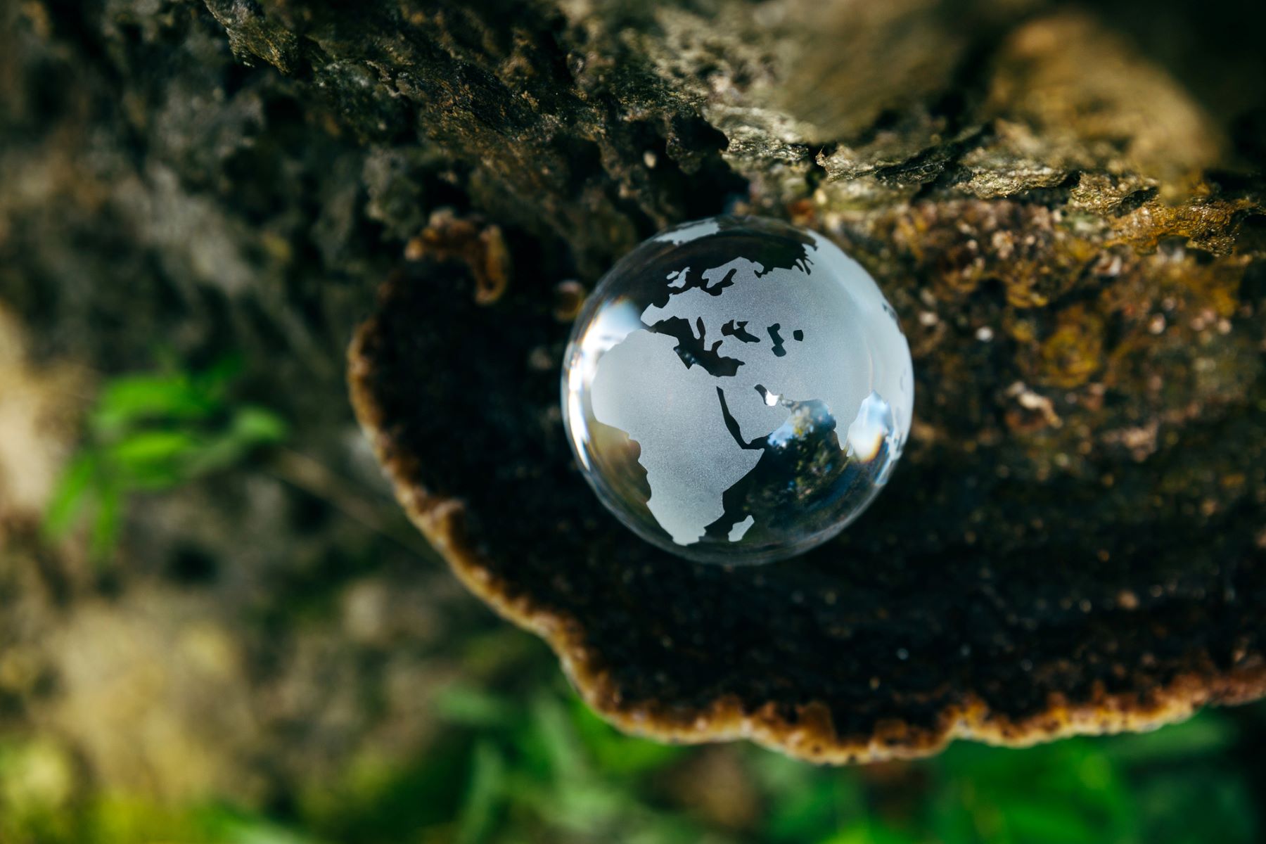 COP29 : la nature au centre de l’action climatique - Espèces-menacées.fr