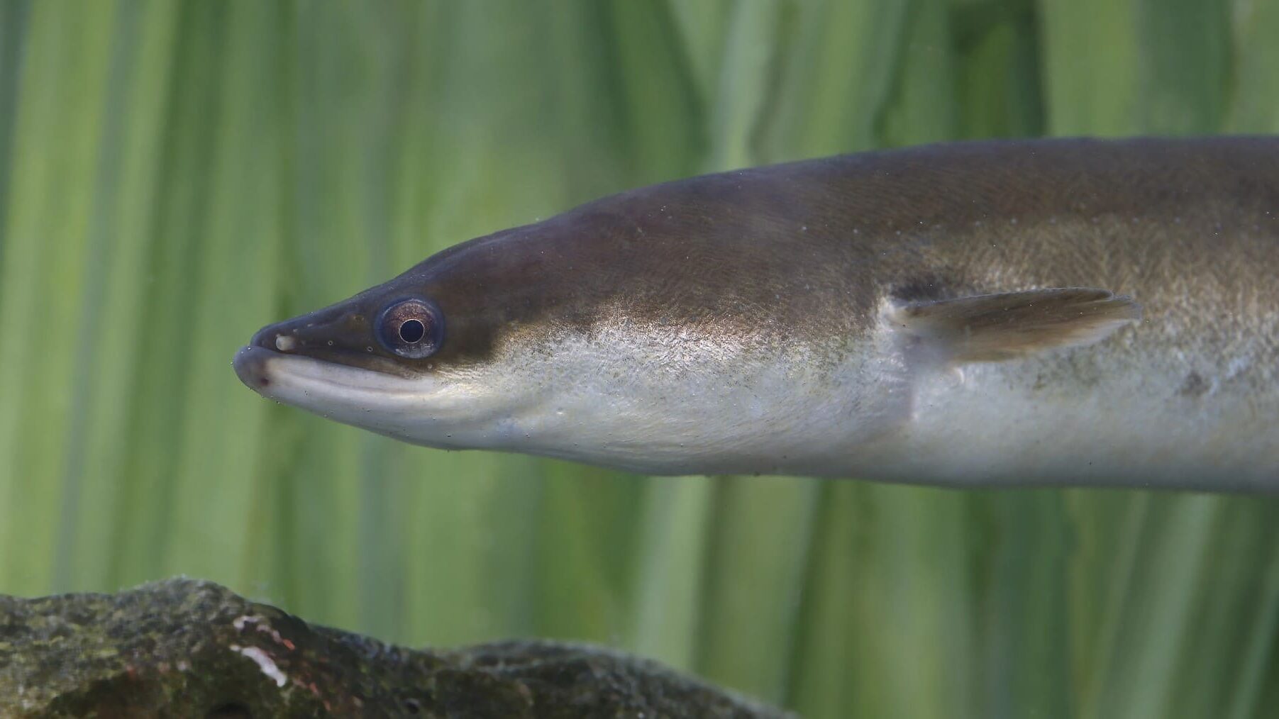 Projet GePescArt 2 : étude et conservation de l'anguille dans le sud ...