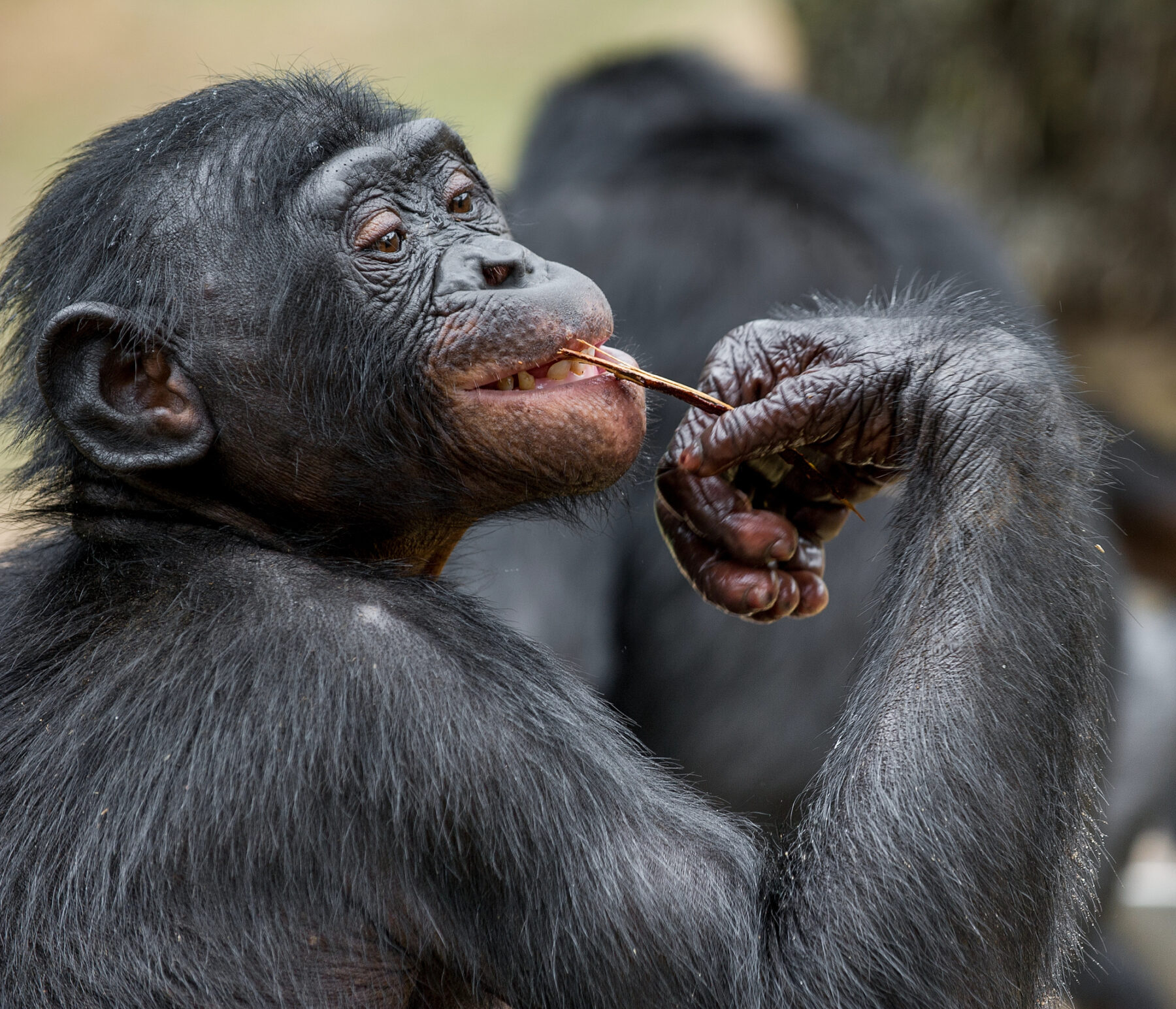 Les chimpanzés cassant des noix laissent les biologistes qui les ...