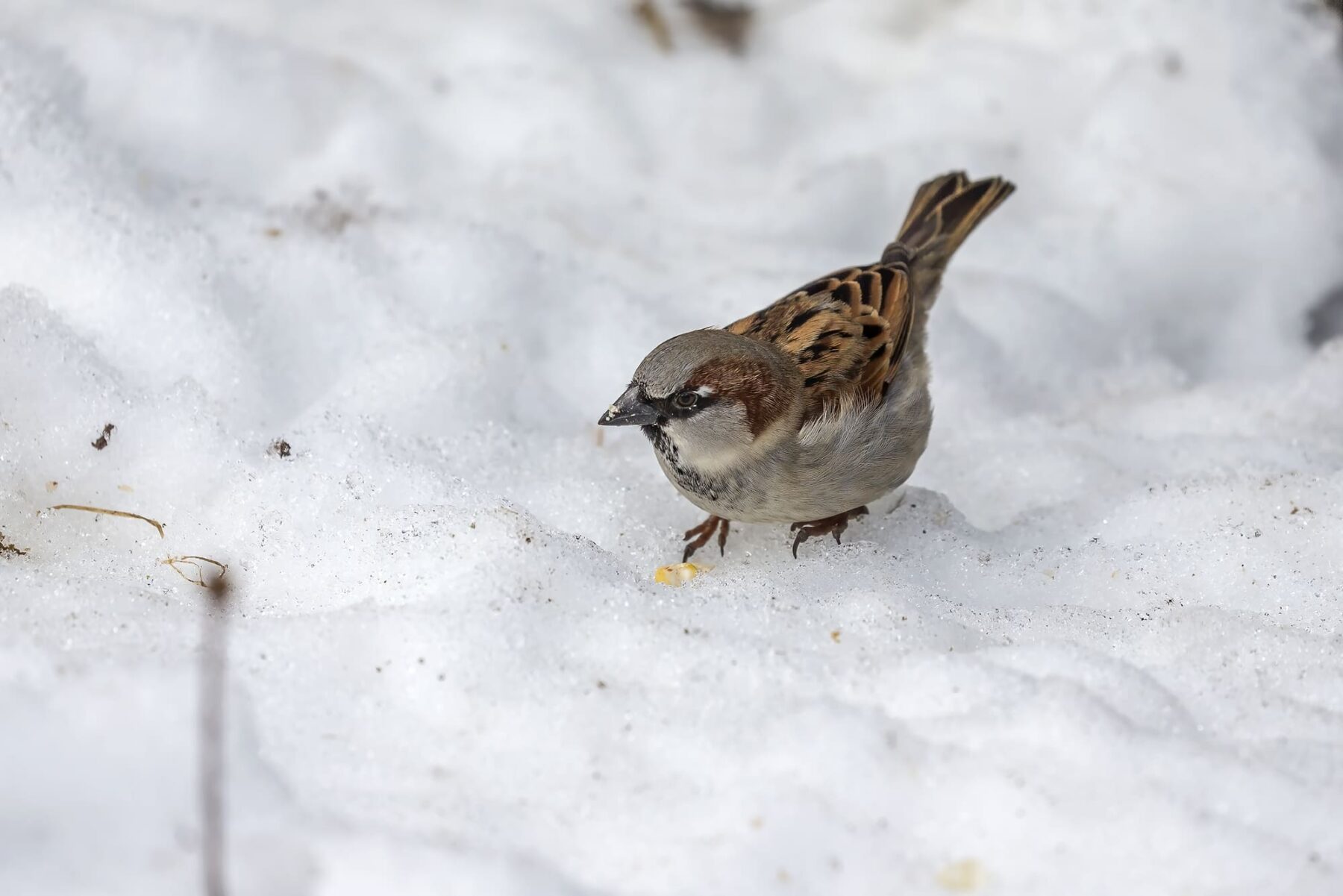 Journée mondiale de la faune 2025: Treparriscos, Pechiazul et Alpine ...