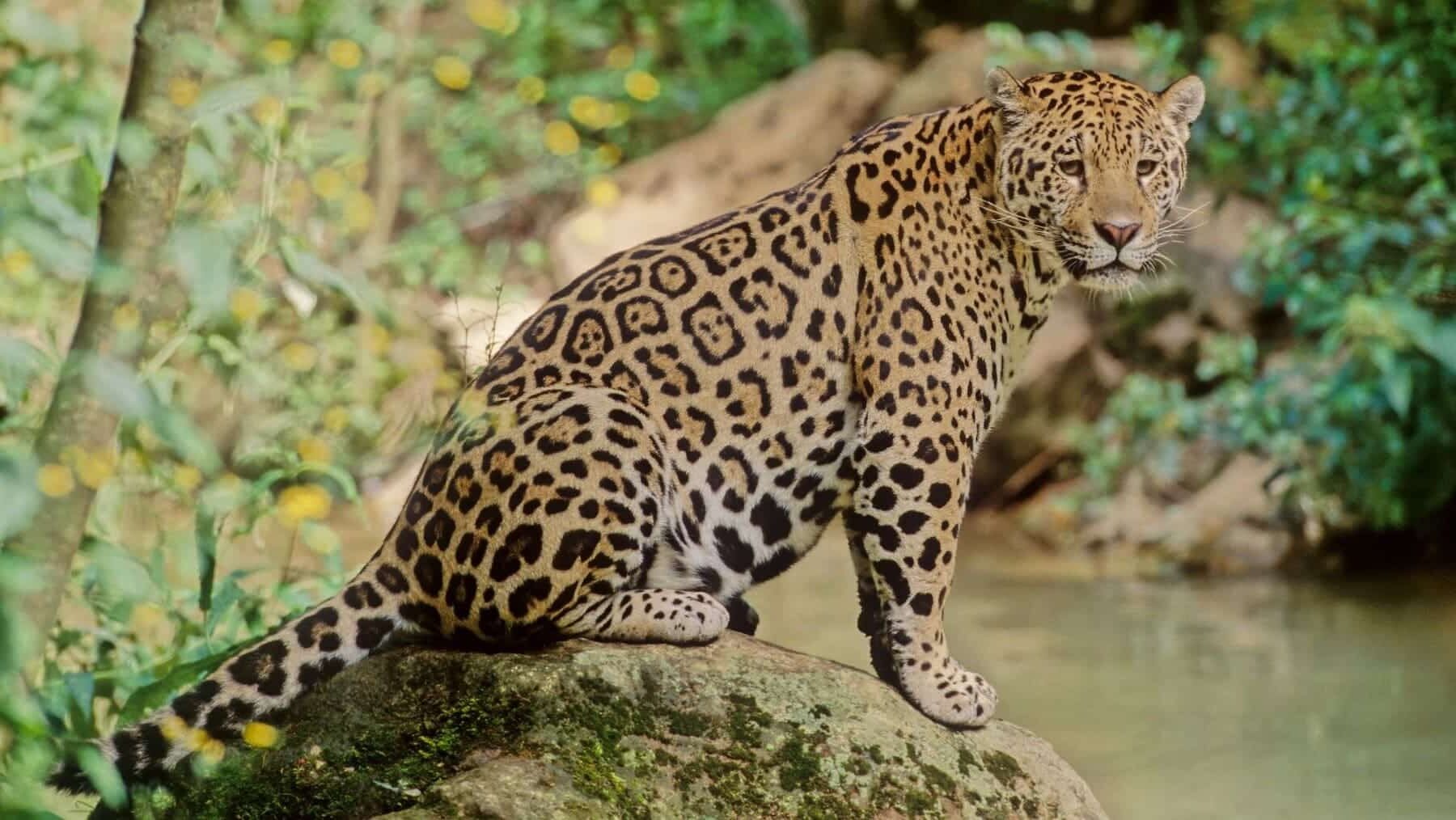 Journée mondiale de la faune 2025: financement «manque pour la ...