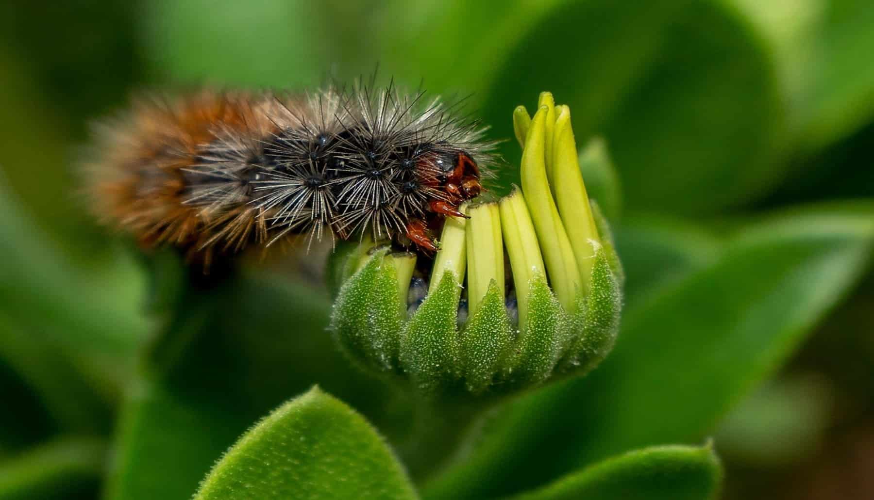 Une chenille carnivore utilise les restes de sa proie pour décorer ...
