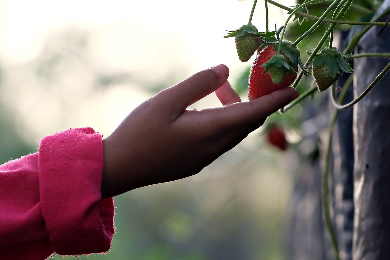 # Campagne PlanThealth4Life: la protection de la santé des plantes dans ...