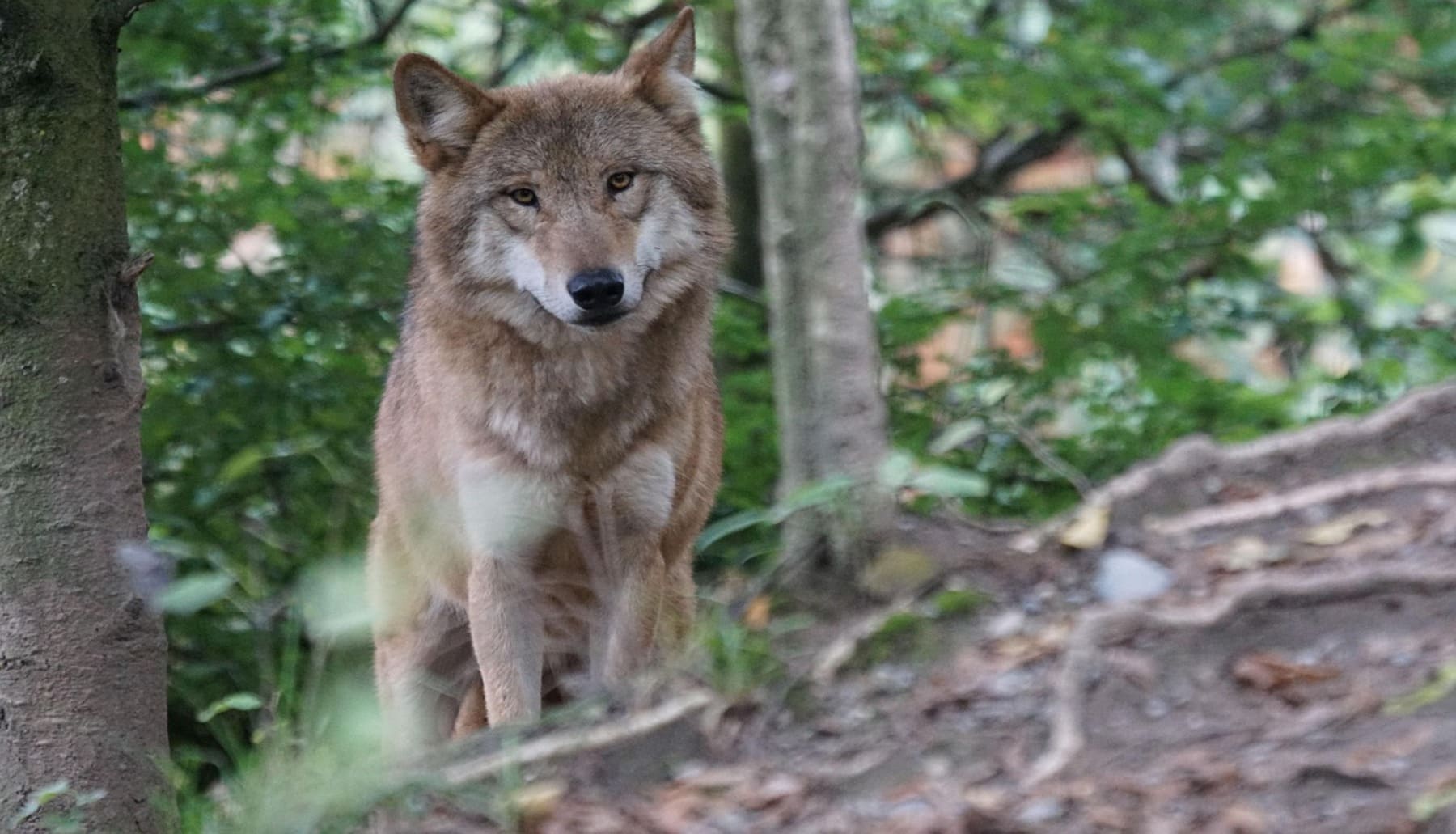 Ils dénoncent la loi qui fait du «loup» la victime du système ...