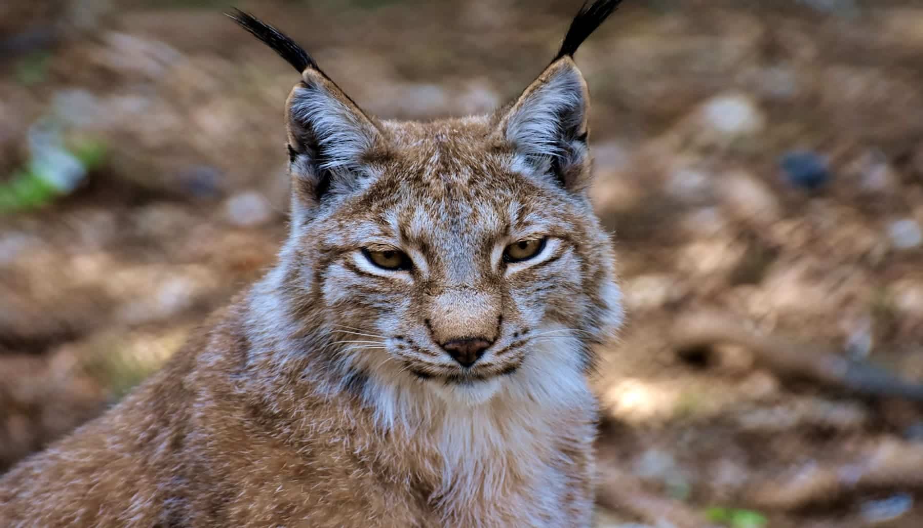 Quelque 2 000 exemplaires de Lince consolident leur présence dans 5 ...