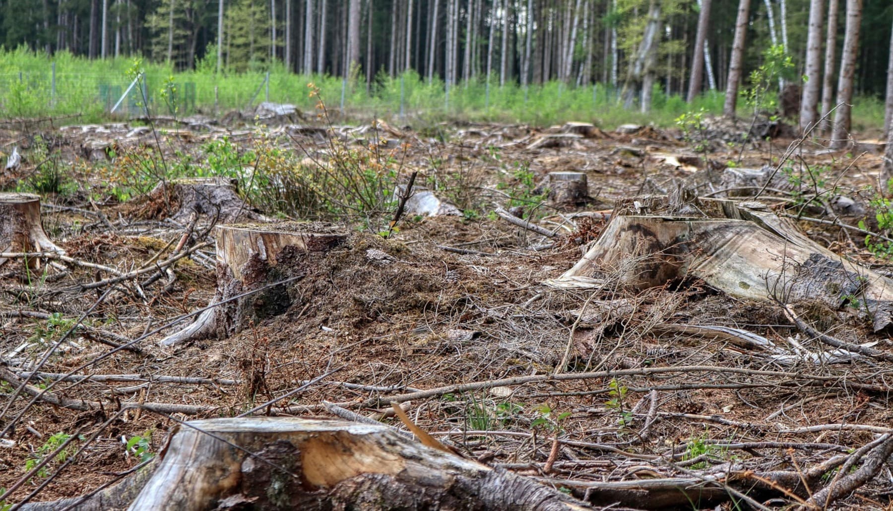 Arboricide dans la vallée d'Argo (Extremradura) - Espèces-menacées.fr
