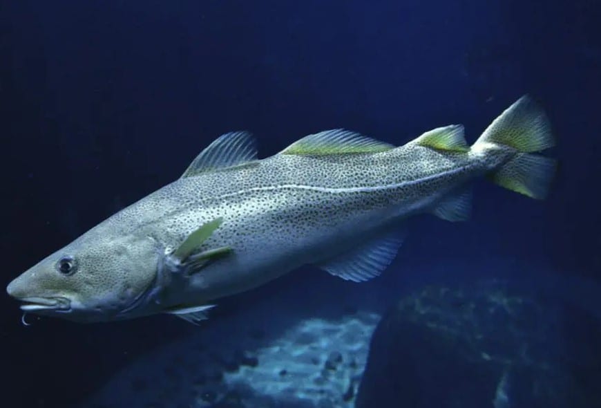 L'extrême Overfishca a modifié l'ADN de la morue de la Baltique ...