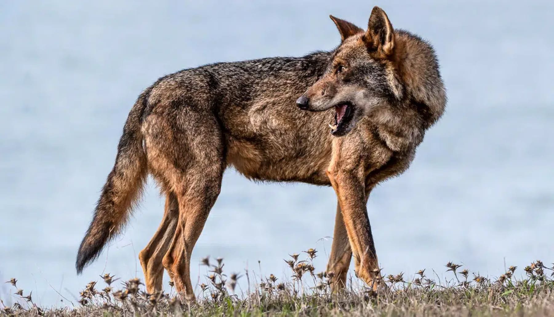 La dalle des loups pourrait être inconstitutionnelle - Espèces-menacées.fr