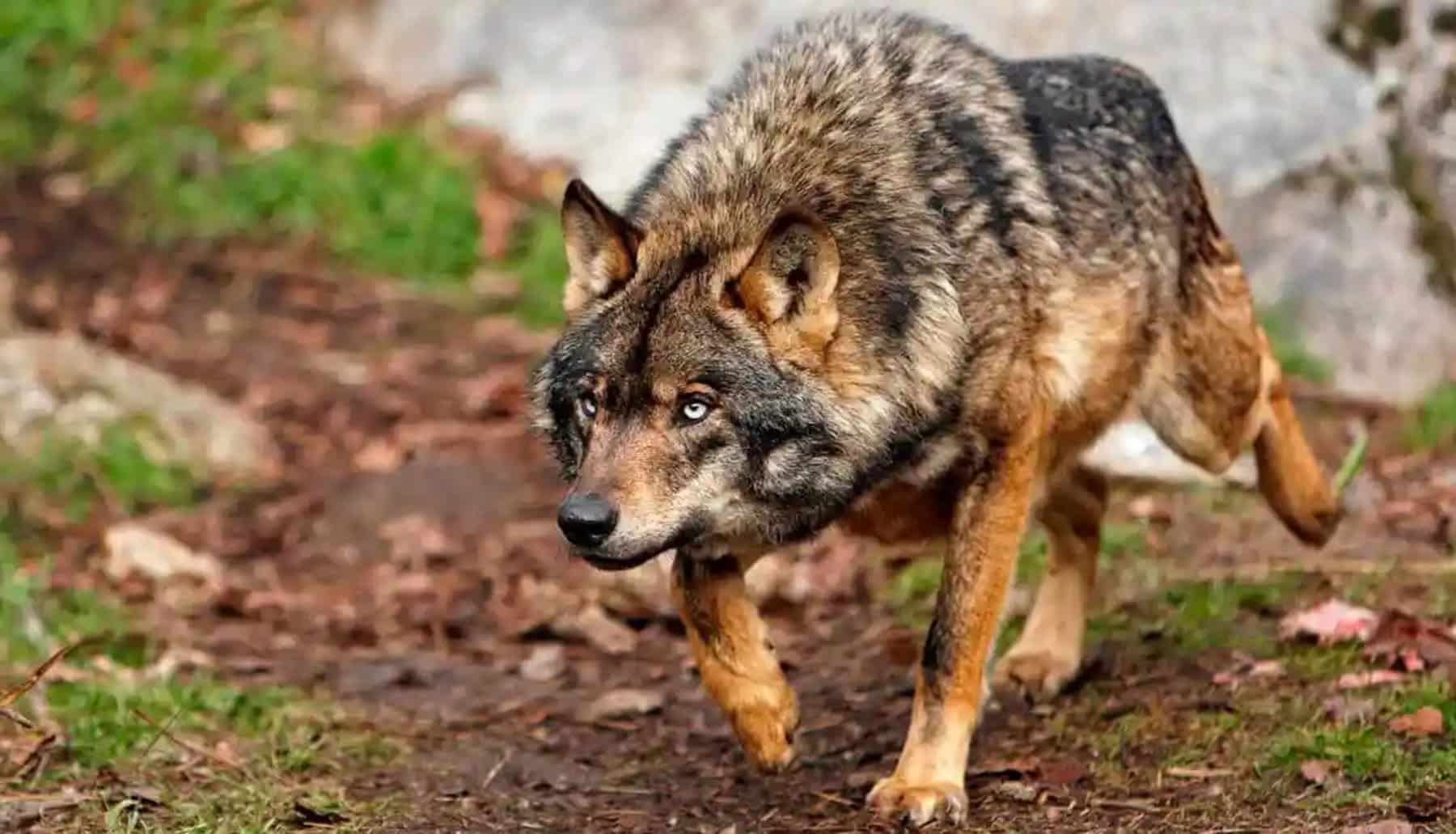 Madrid: Dimanche 22 juin, grande démonstration pour défendre le loup ...