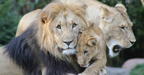 Journée mondiale du lion 2025 - Espèces-menacées.fr