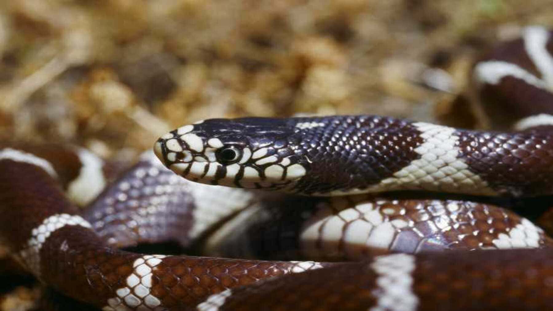 La Royal Culebra de Californie, une espèce envahissante, provoque une ...