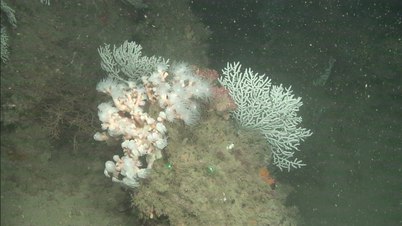 Les scientifiques étudient les secrets contenant des fonds marins des ...