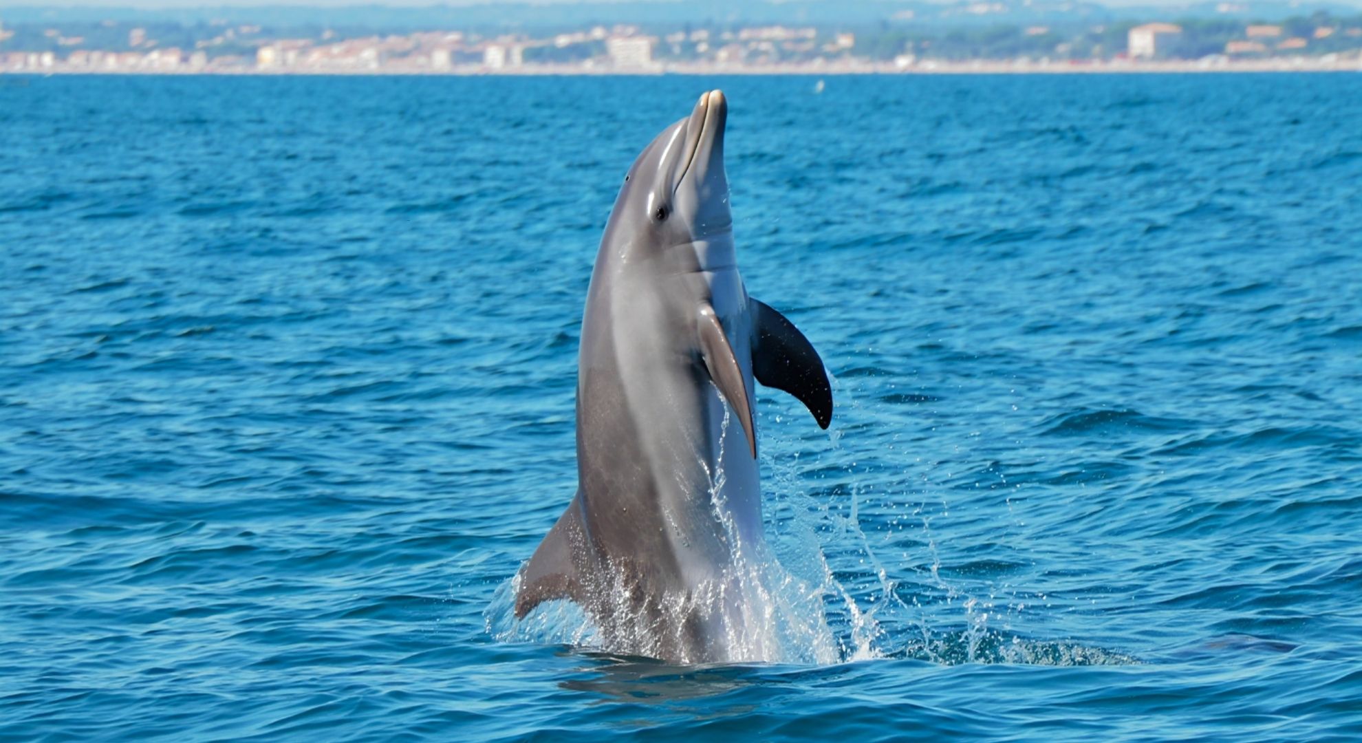 Devenir soigneuse animalière : travailler au plus proche des animaux ...