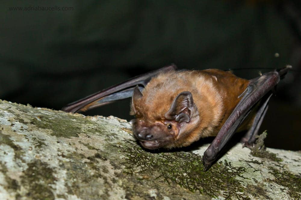 La plus grande chauve-souris d'Europe, la grande noctule (Nyctalus ...