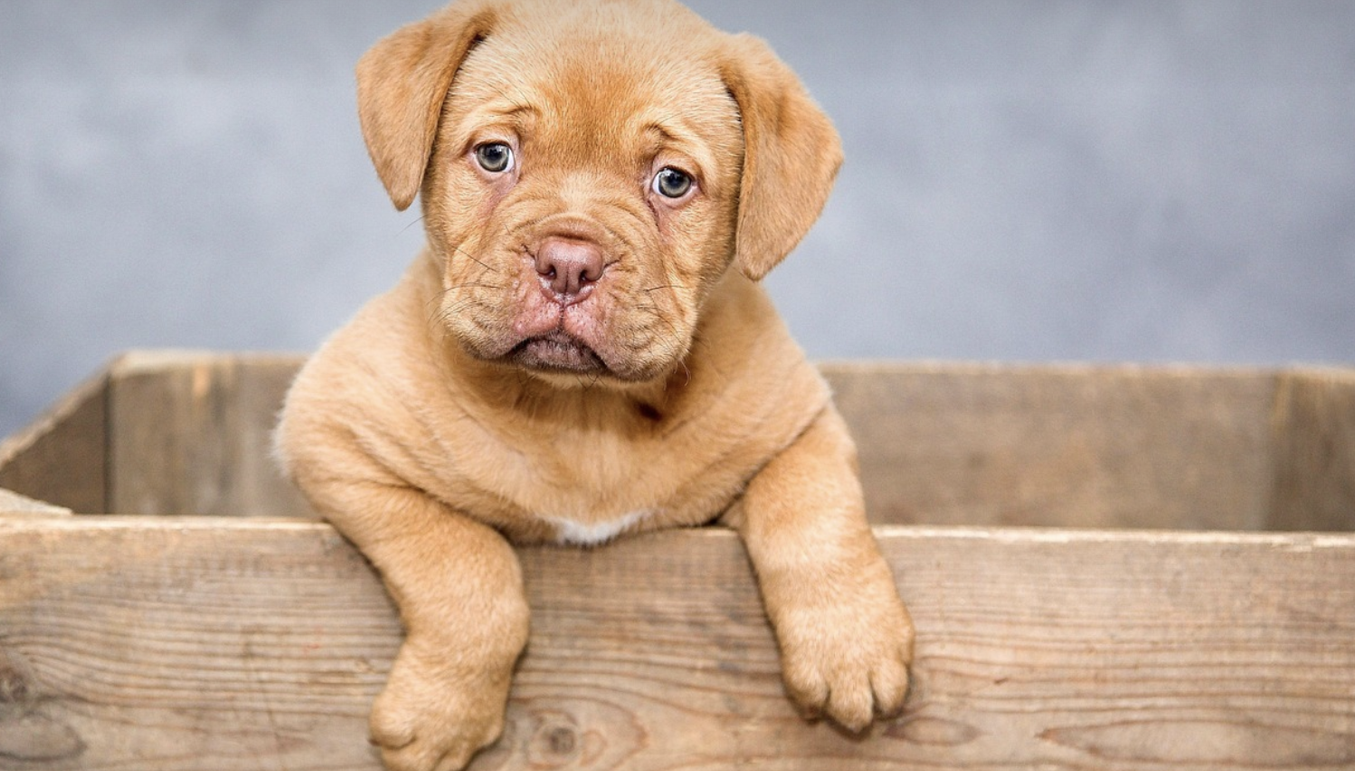 Les 10 races de chiens rares en voie d’extinction - Espèces-menacées.fr
