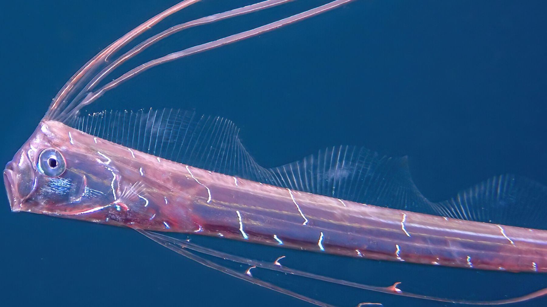 Le poisson mystérieux qui surgit des profondeurs - Espèces-menacées.fr