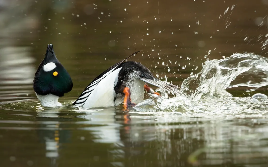 Les merveilles de Weird Duck Time - Espèces-menacées.fr