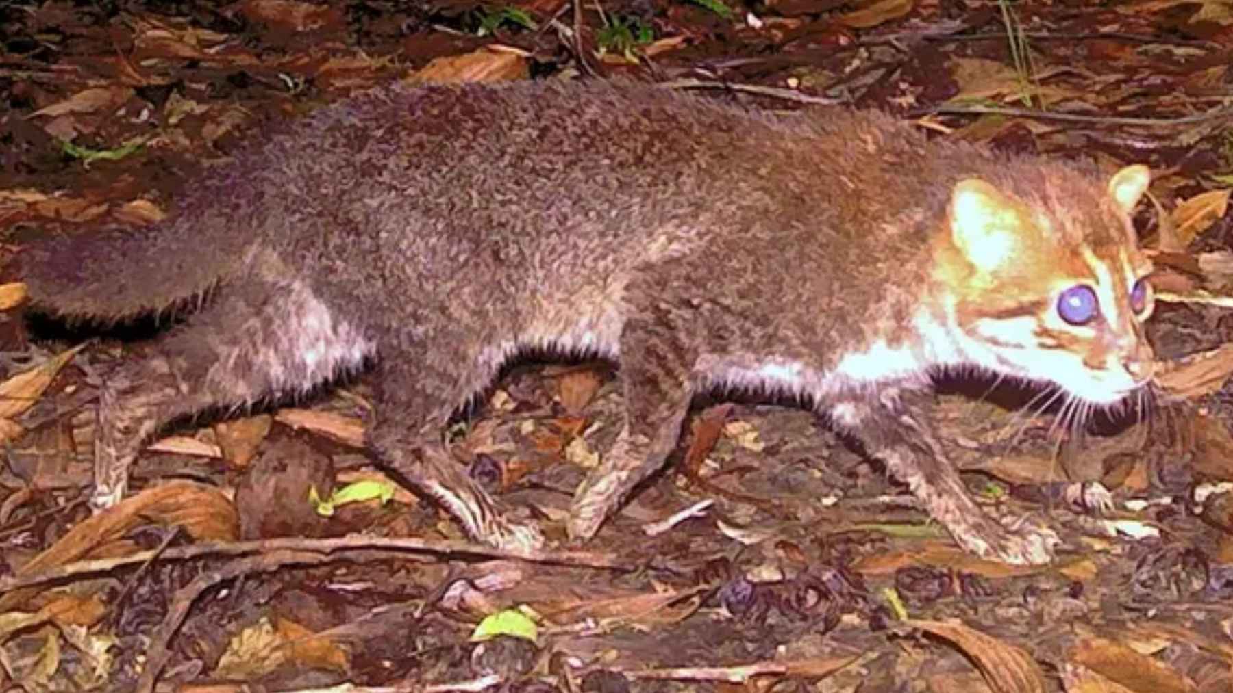 Pour la première fois en 30 ans, l'une des espèces de chats sauvages ...