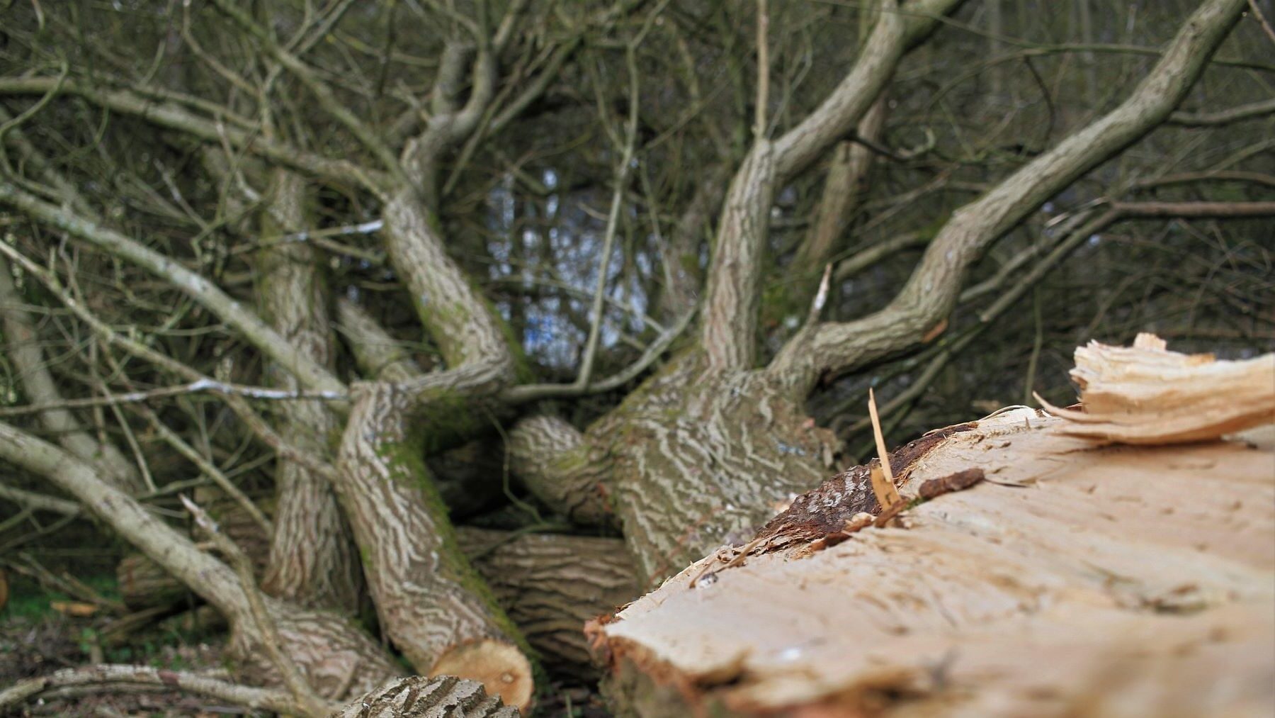L'abattage d'arbres dans le Canal de Castilla déclenche une alarme ...
