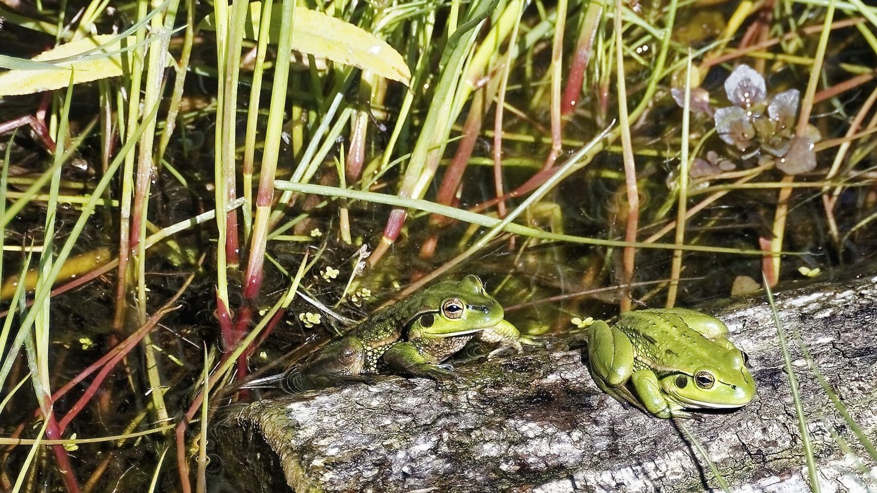 La Journée internationale de la conservation des amphibiens 2026 met en ...