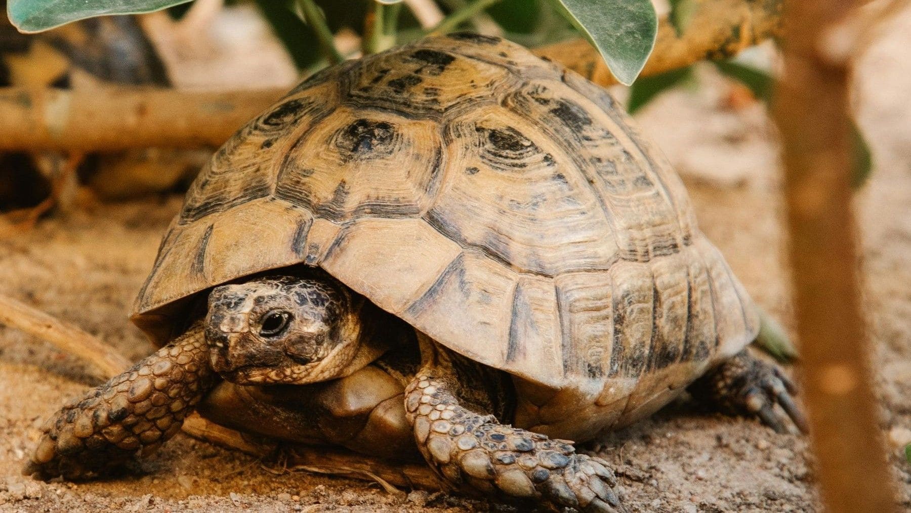 Journée mondiale de la tortue 2026 : menaces, curiosités et comment les ...