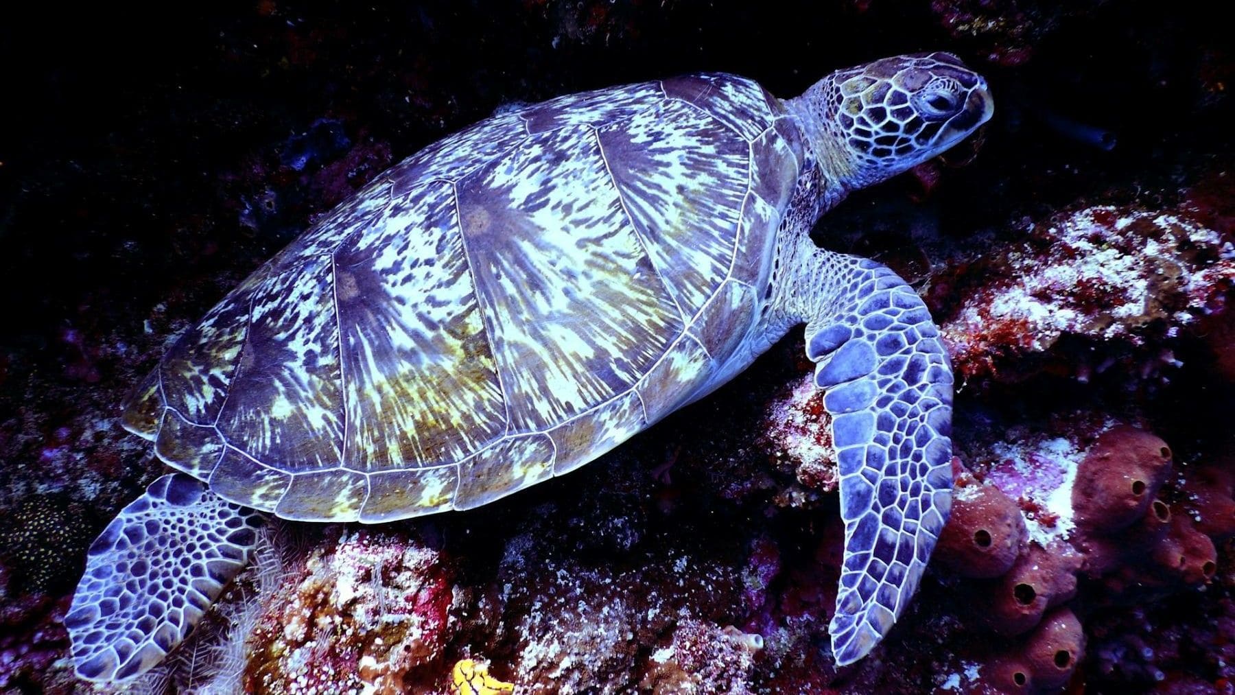 La Journée mondiale des tortues marines 2026 met en garde contre leur ...